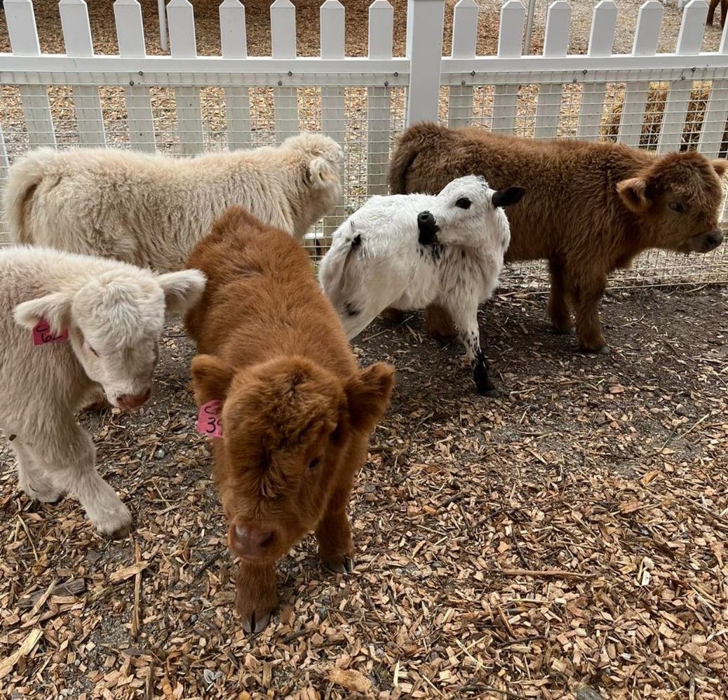 Miniature Cows for Sale - Miniature Highland Cows for Sale - Miniature ...